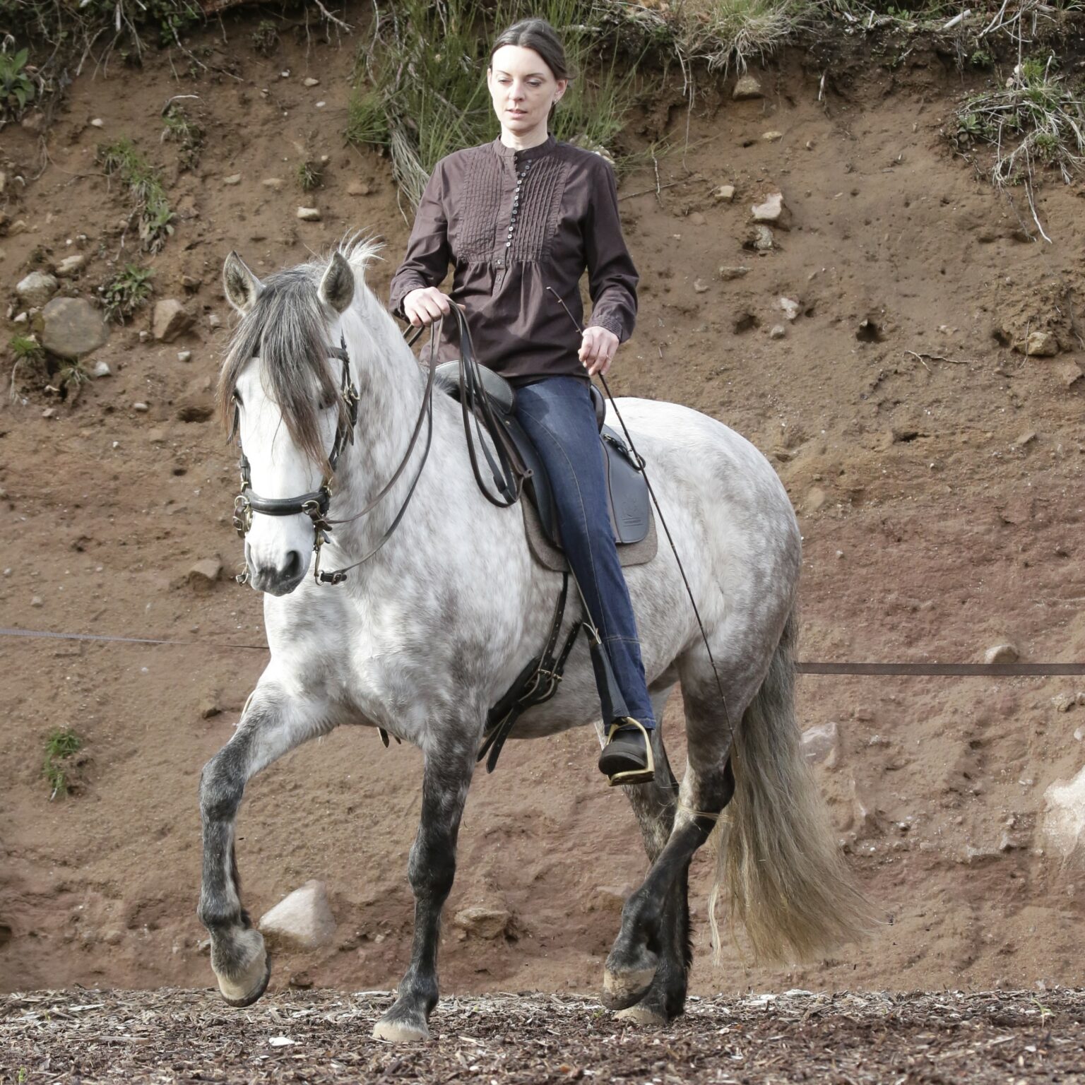 Le tölt – une drôle d’allure » Equitact